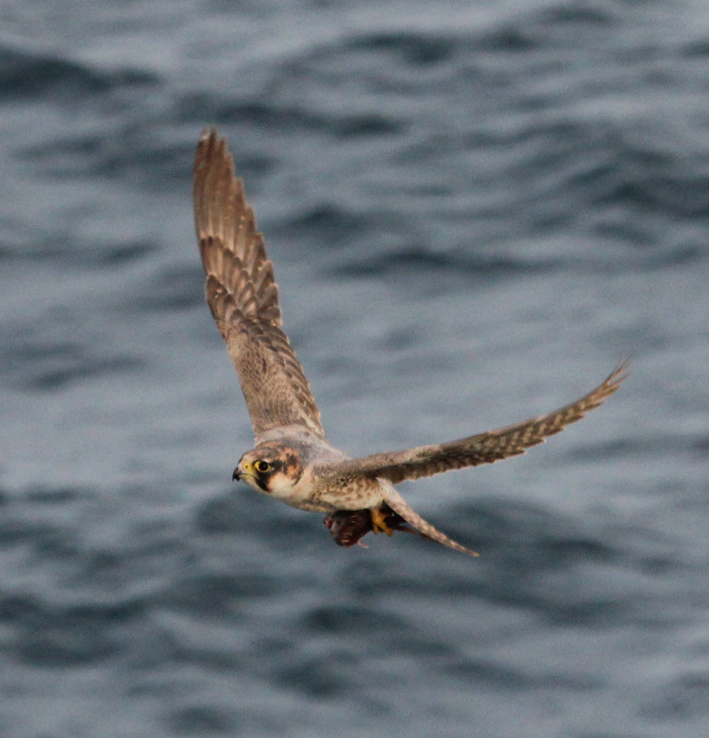 PELAGIC BIRDER: Barbary falcon?