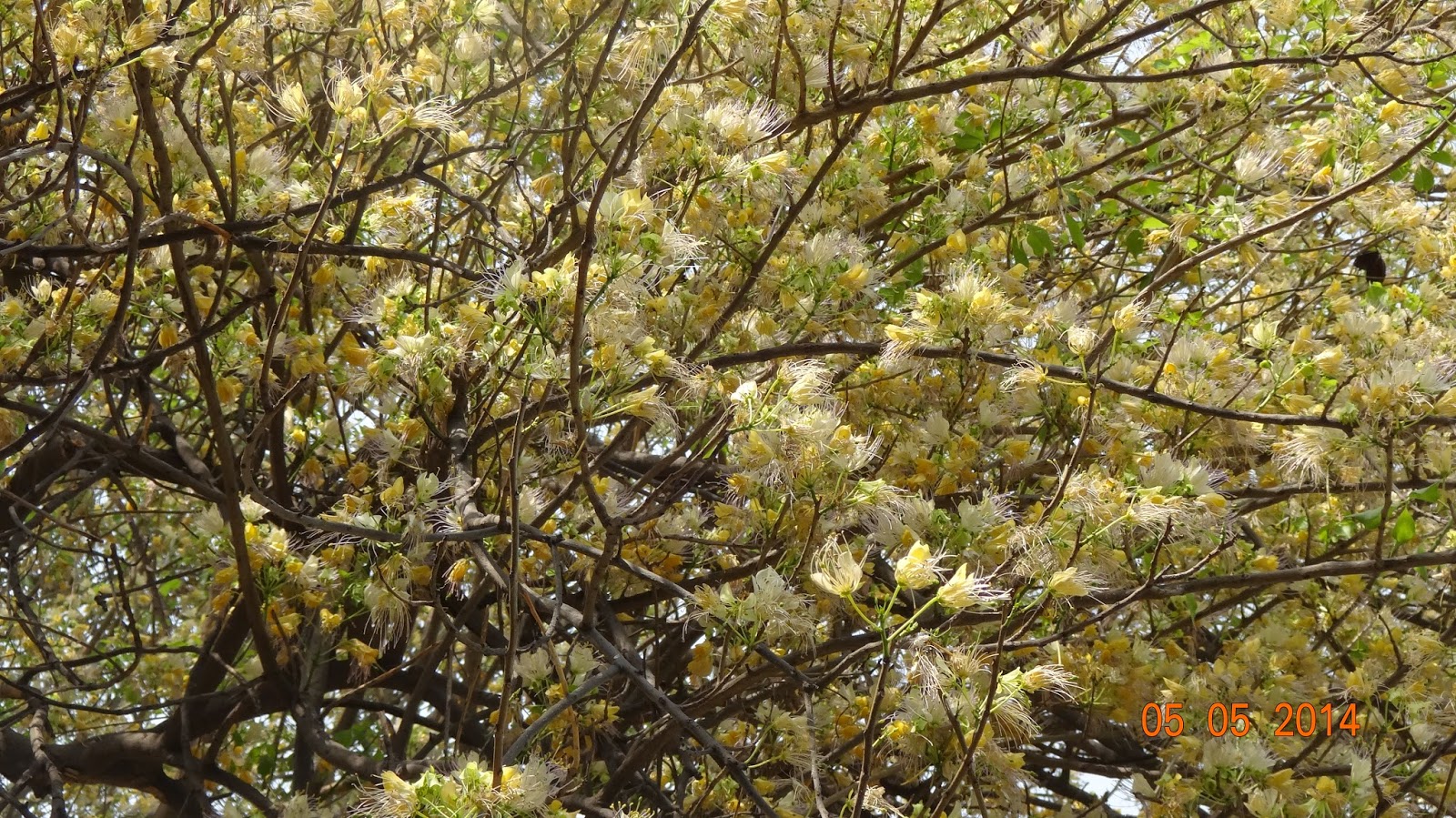 Plants of Lahore - Pakistan: Berna- Flowering Tree- Flush of Balmy flowers