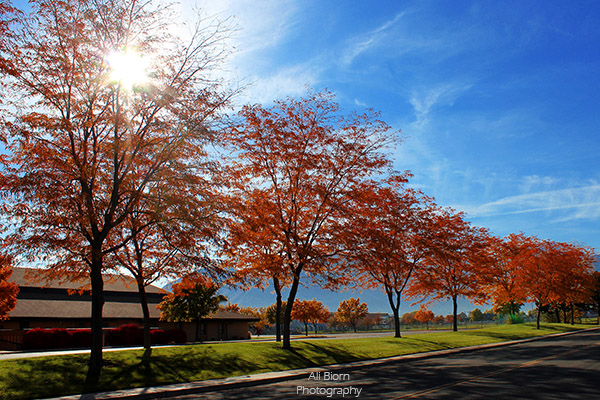 Line of Autumn Trees - Ali Biorn Photography