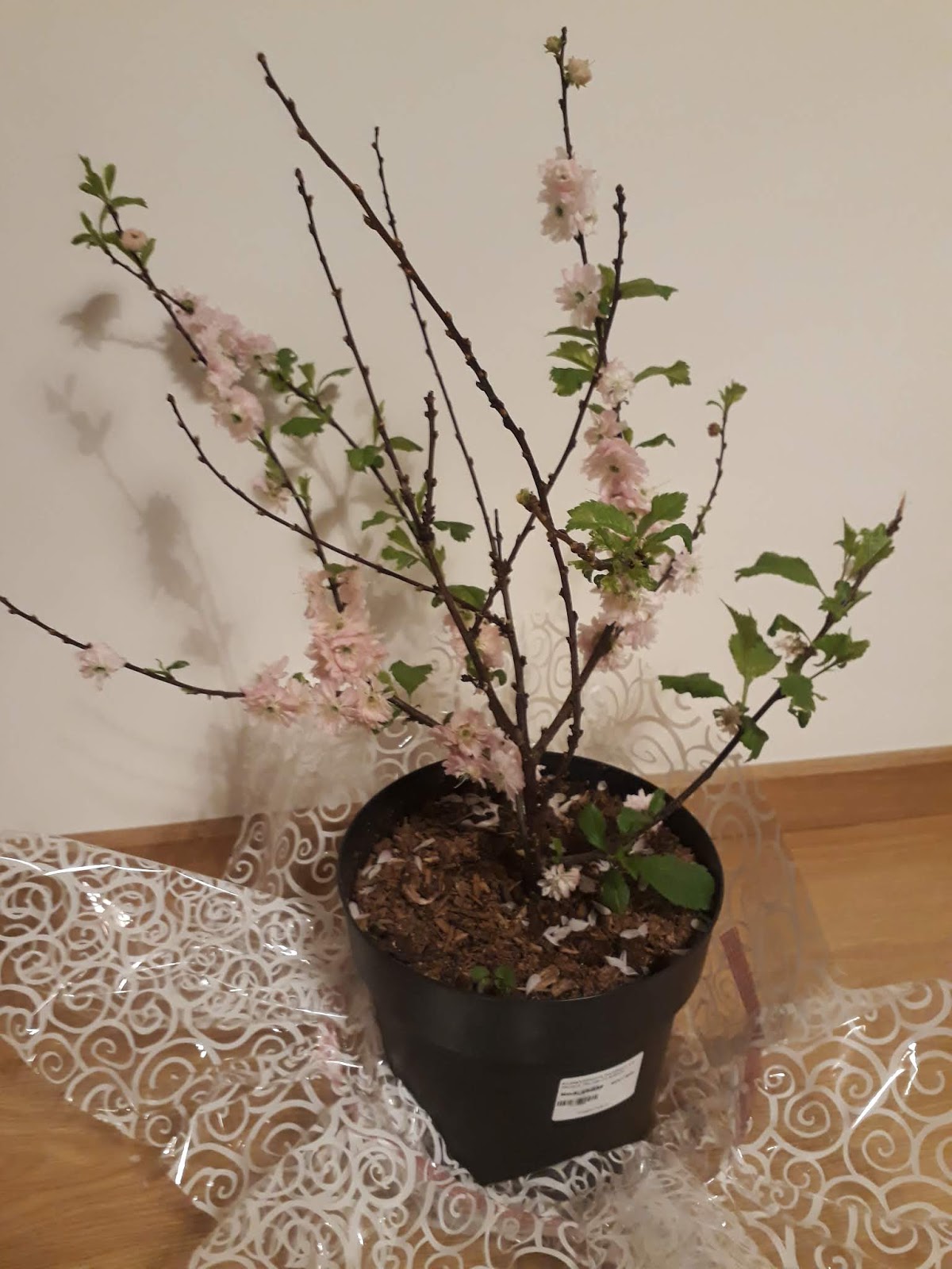 Pilk aeda: Kolmehõlmaline mandlipuu 2020