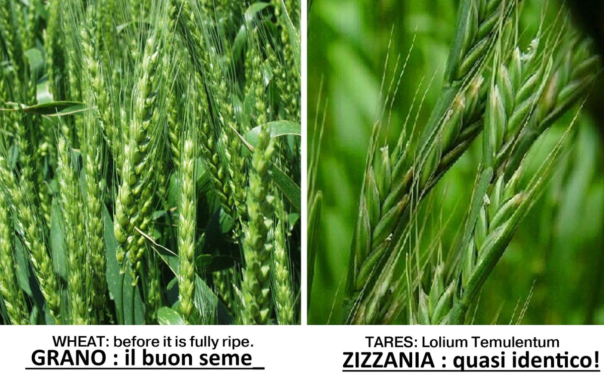 La Gioia del Vangelo: PARABOLA DELLA ZIZZANIA: UNA SPIEGAZIONE DI DON L ...