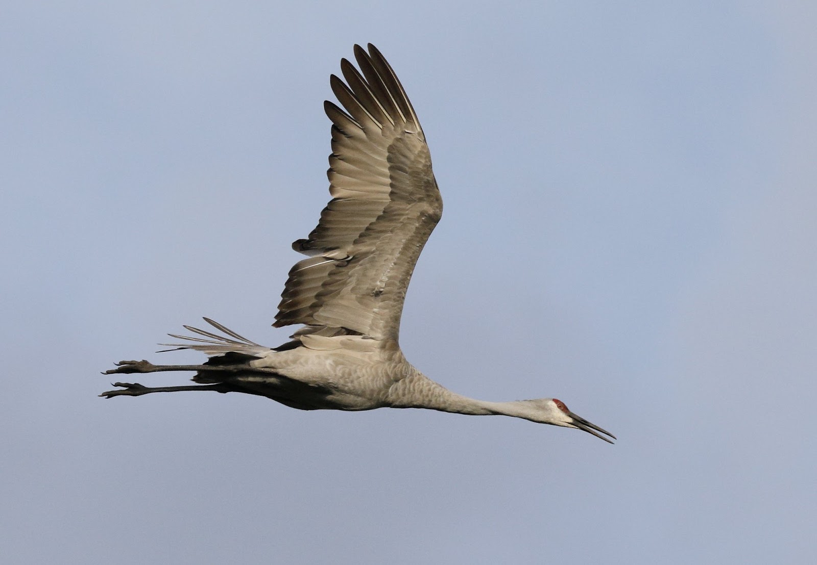 September 2016 - Travels With Birds