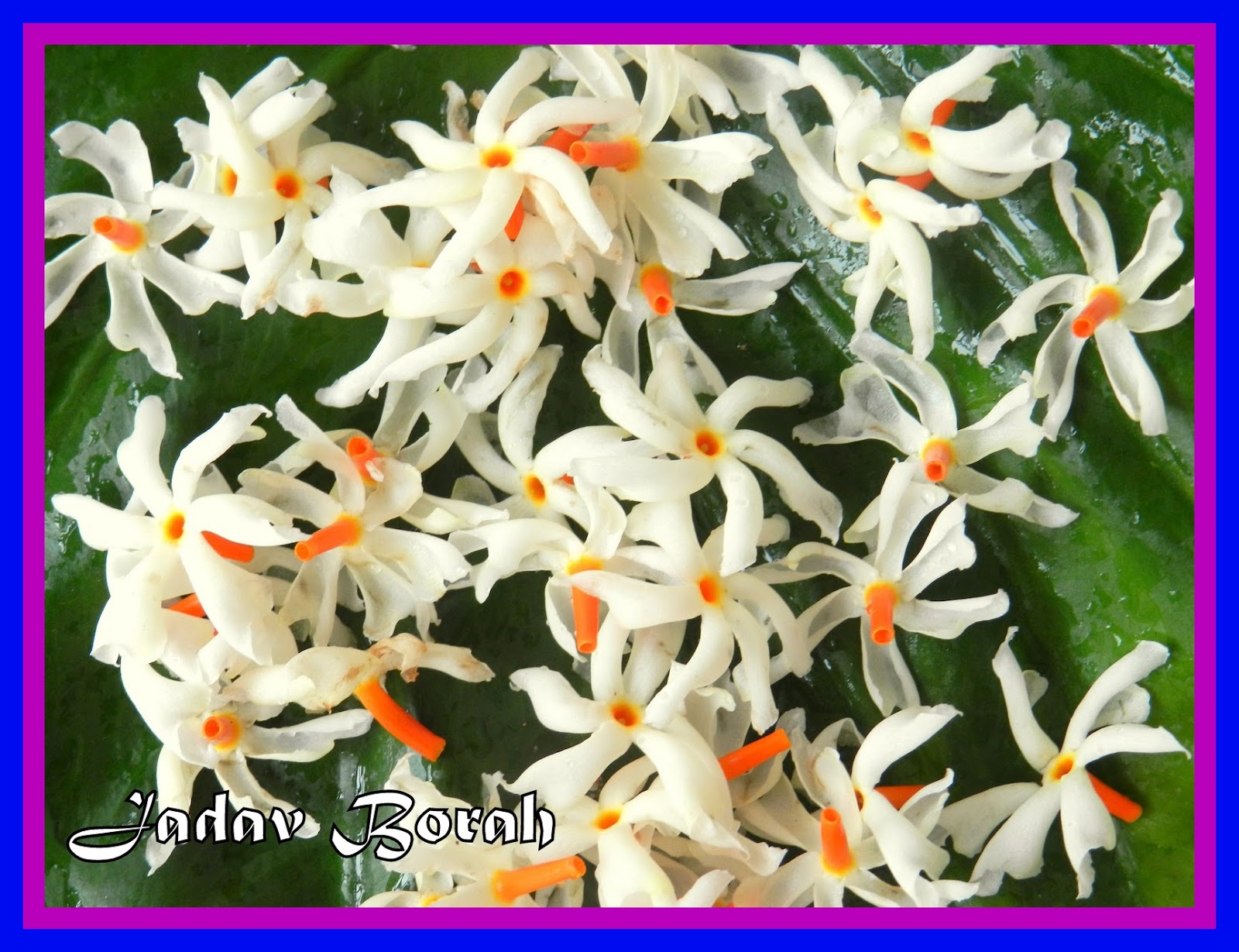 Photography of Chao Jadav Borah: Xewali phool "শেৱালী ফুল" or the Night ...