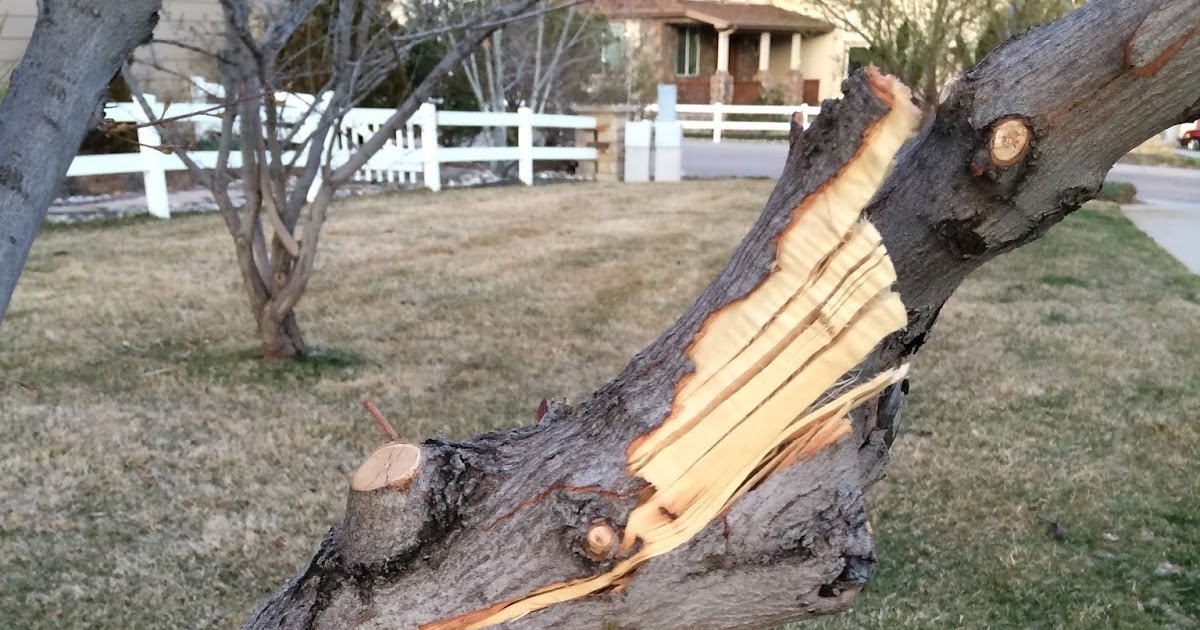 CO-Horts: Spring Storms Damage Trees