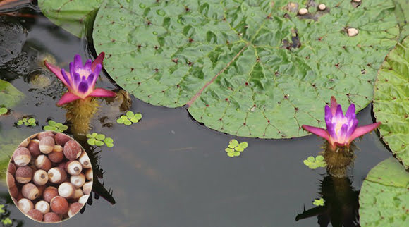 Euryale ferox Salisb.