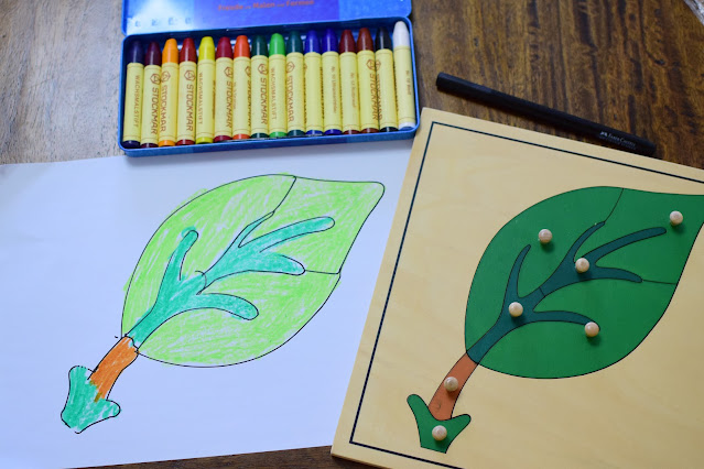 Parts of a Leaf Study for Kids | The Pinay Homeschooler