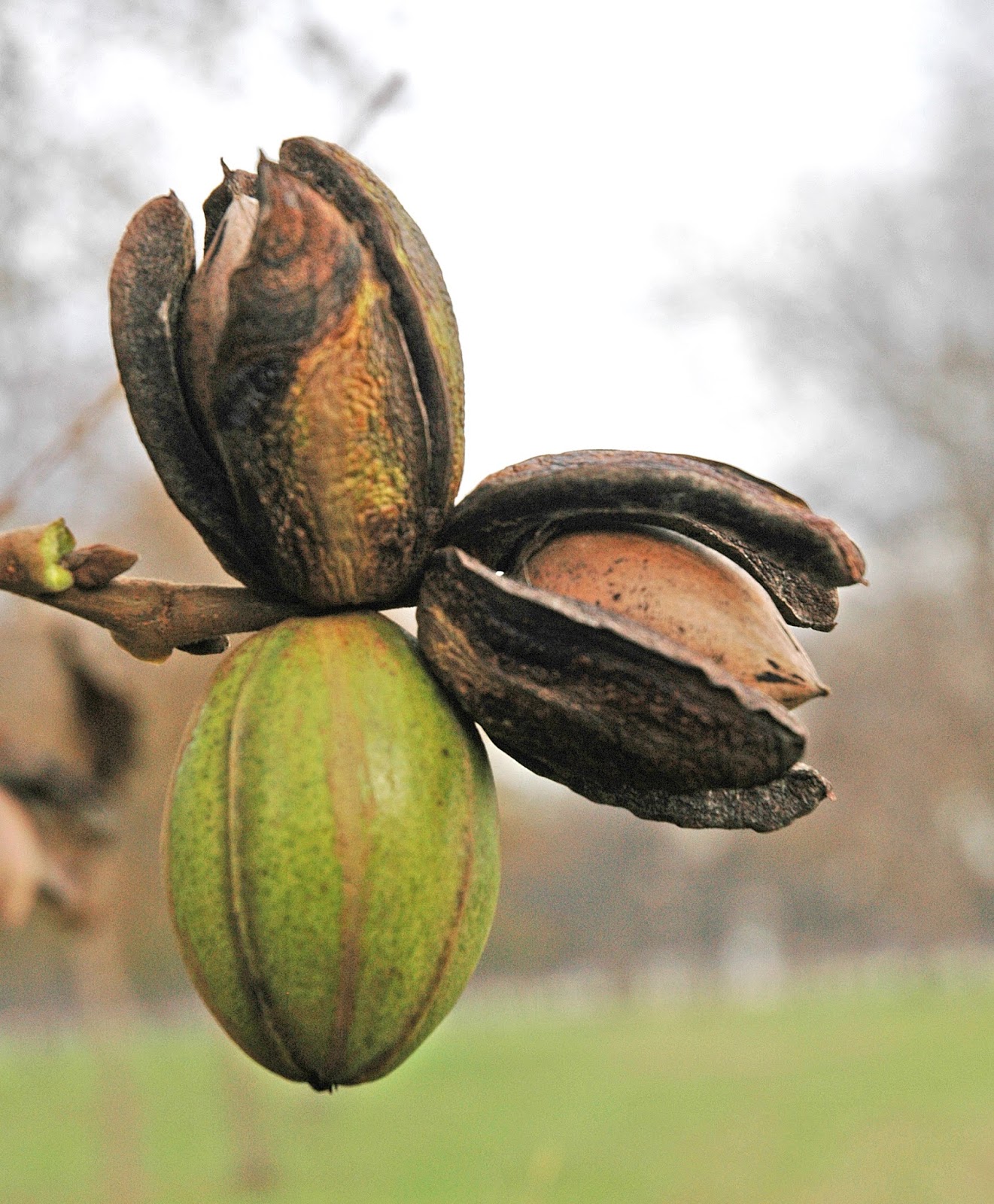 Northern Pecans: Stick-tights: When a pecan kernel doesn't develop inside