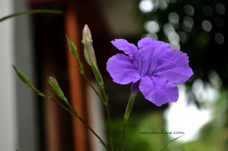 Reena's Online: Fotografi Bunga / Flower Photography #1