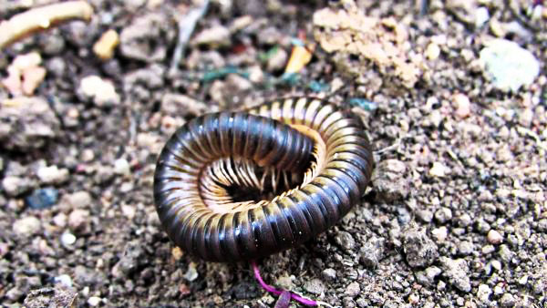 Gongolo Compostagem - Gongocompostagem