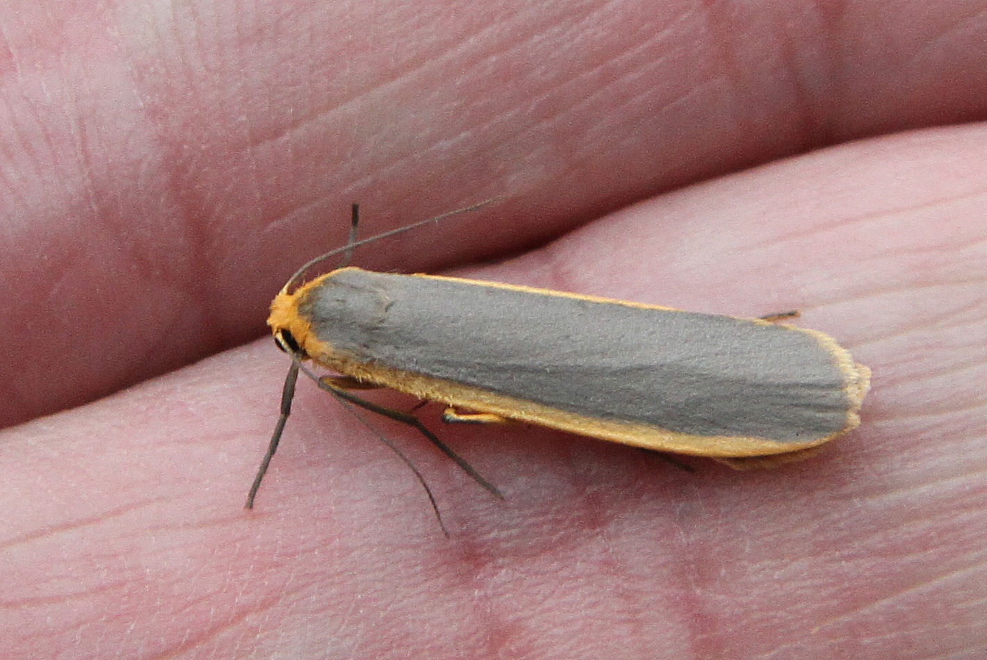 Birding with Flowers: June Moths