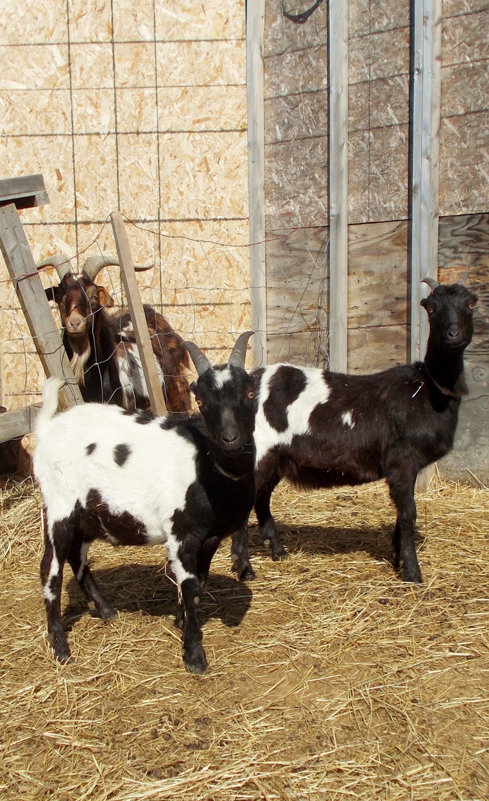 Lally Broch Farm: A Maine Family Homestead: Yard Time for Goat Kids