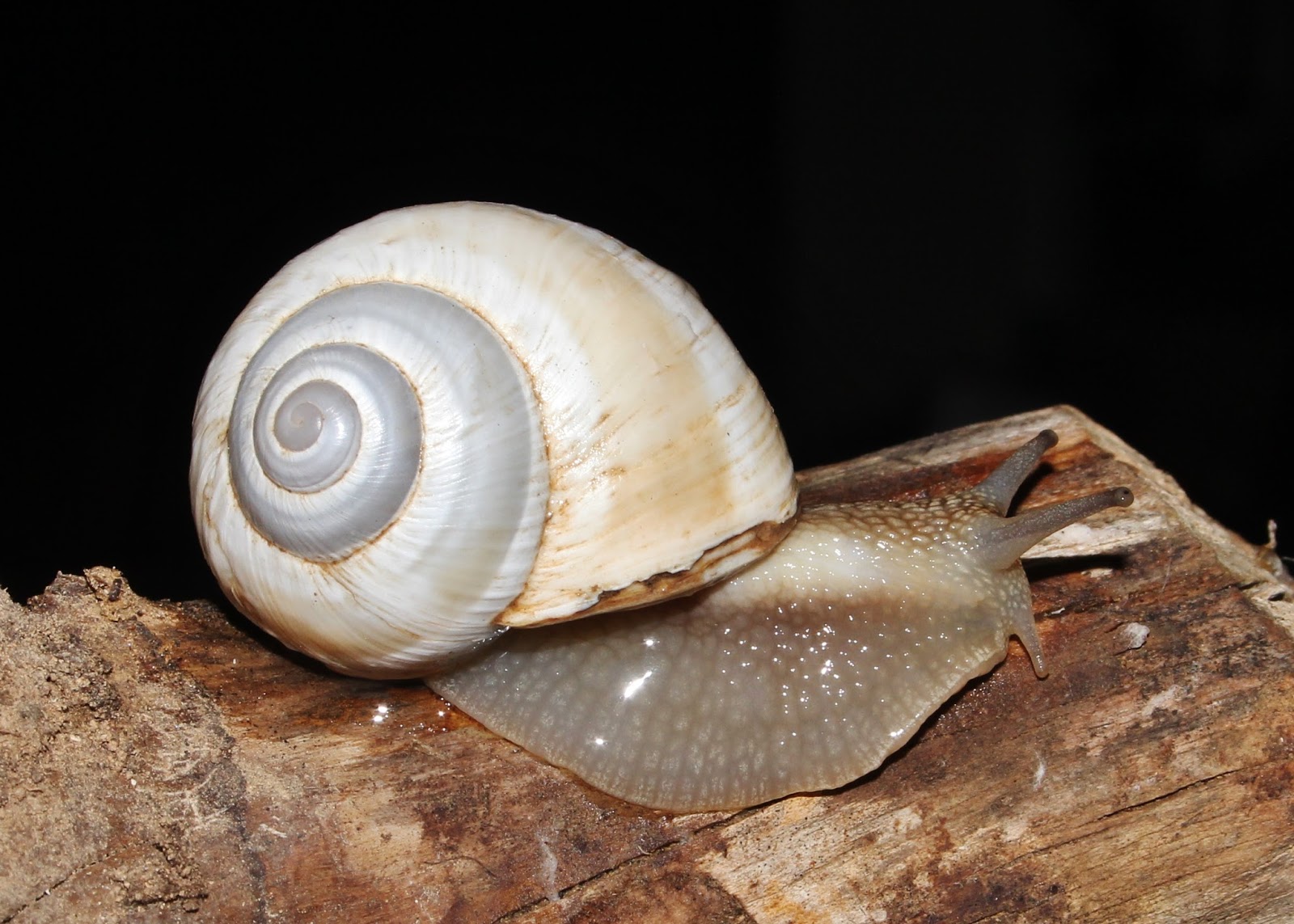 Biodiversity of Cyprus by NGO Protection of the Natural Heritage and ...