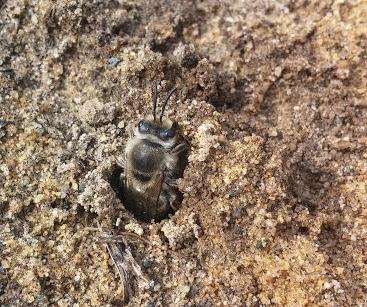 Bug Eric: Polyester Bees