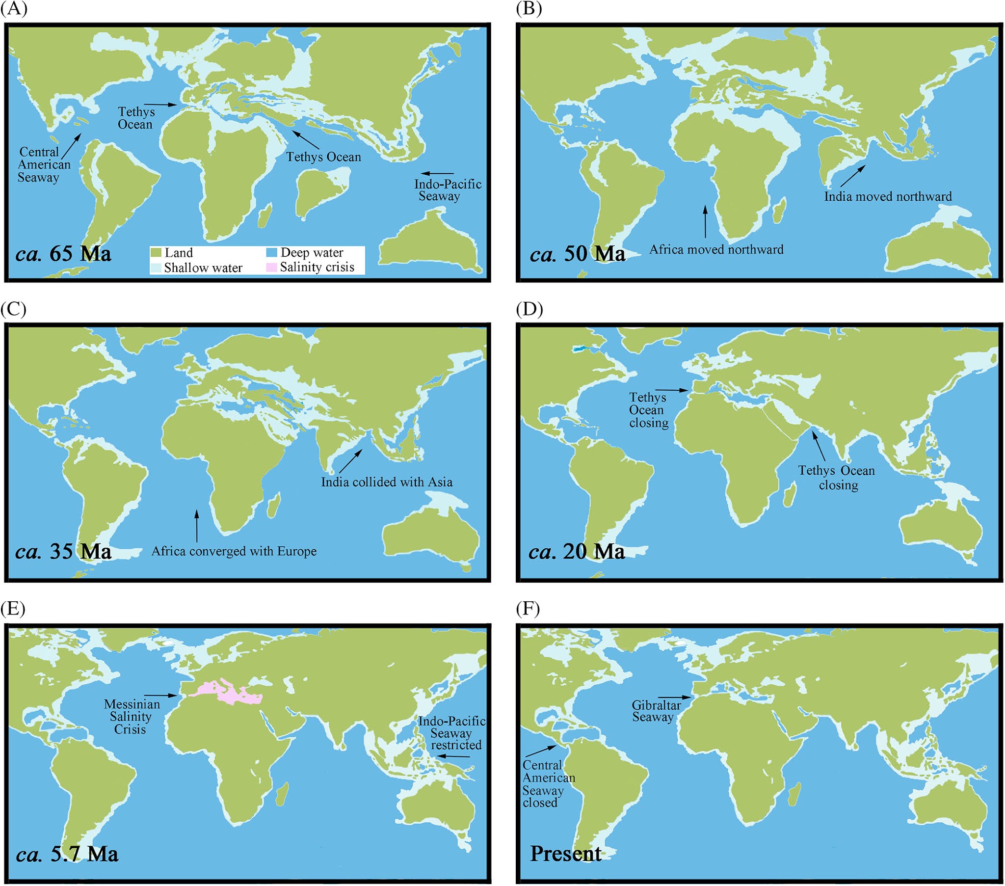 Más que dinosaurios: la fauna del Mar de Tethys