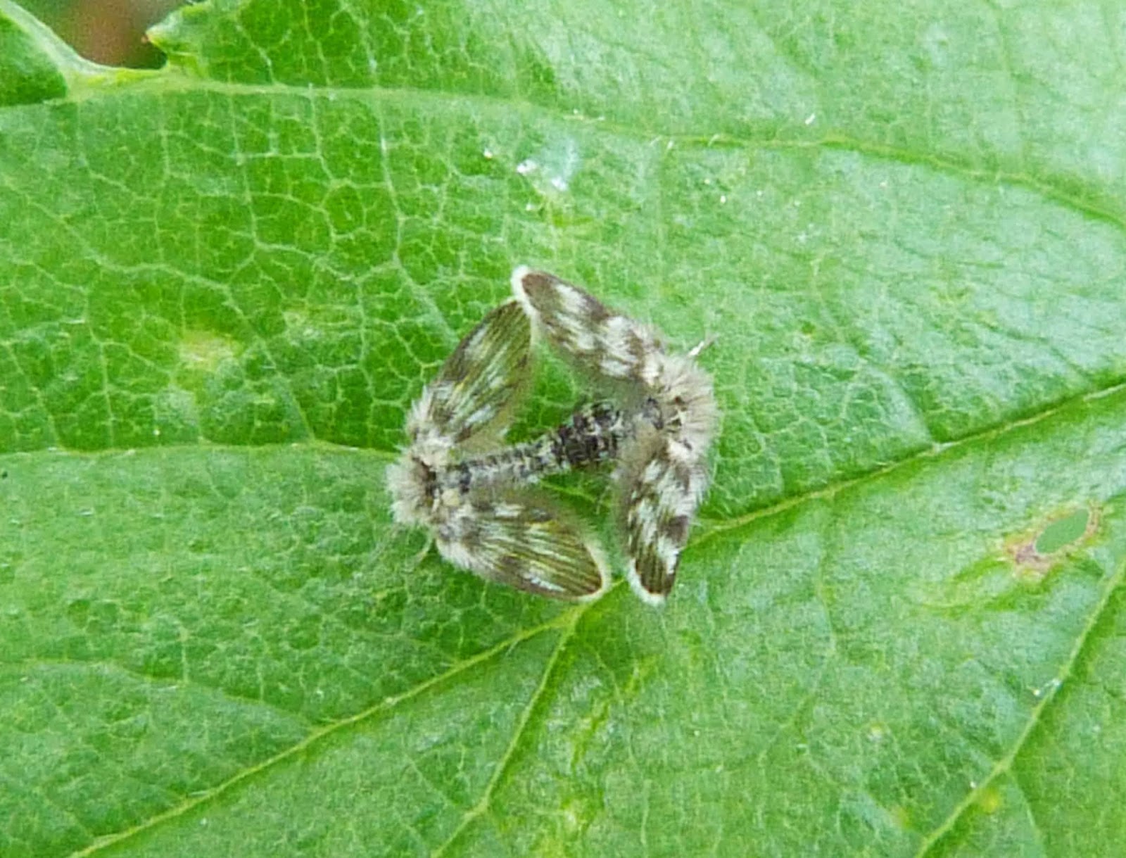 Insects of Scotland: Mosquitoes/Midges/Horseflies