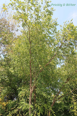 Prickly and Bitter: The Birch with the chronic bad bark days.