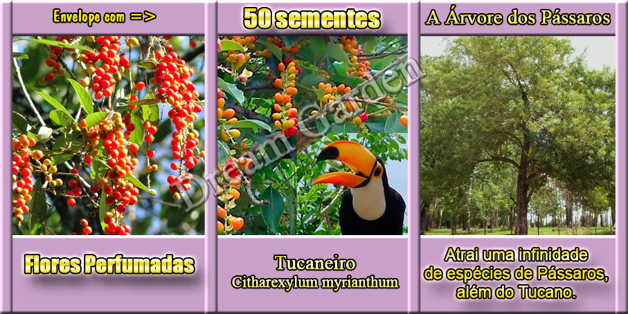 Tucaneiro / Citharexylum myrianthum / Frutos atraem pássaros