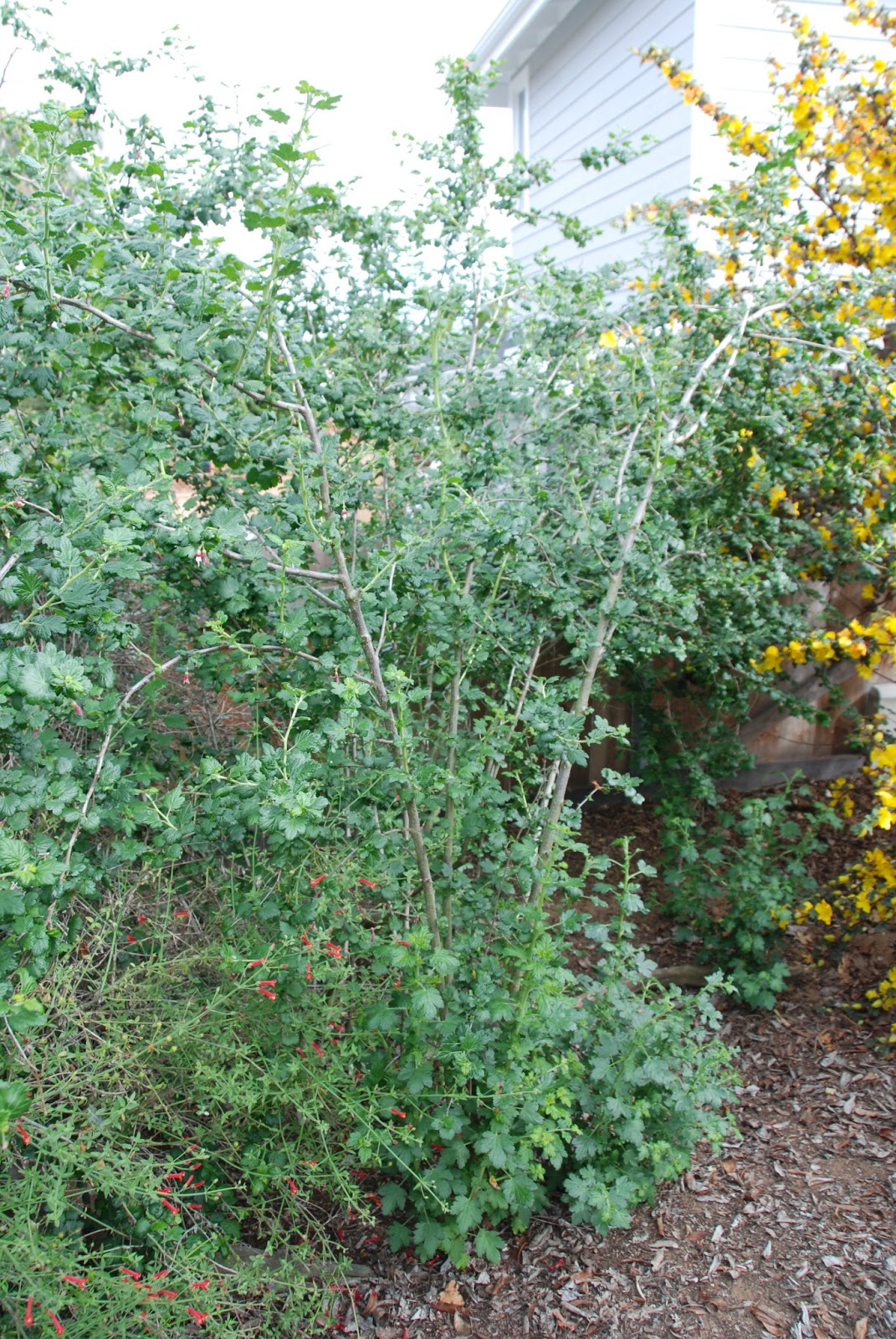 A California Native Plant Garden in San Diego County: More Chaparral ...