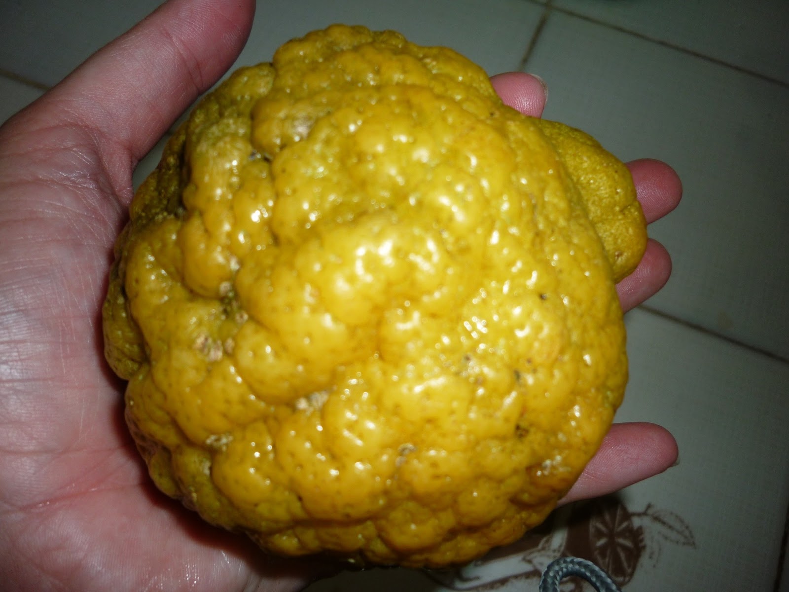 commuNICA: Fruit of the day: oranges?