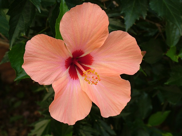 Hibiscus Flower Information In hibiscus-flower-information-in