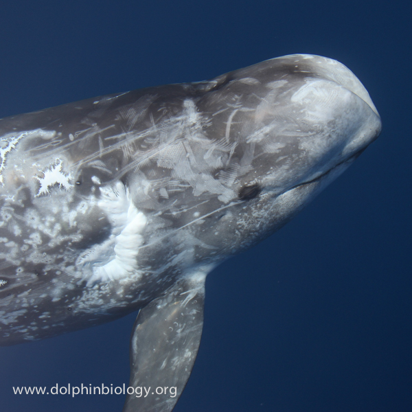 Dolphin Biology and Conservation: Risso's dolphin scar