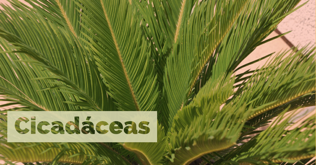 Cicadáceas ~ PLANTUKIS