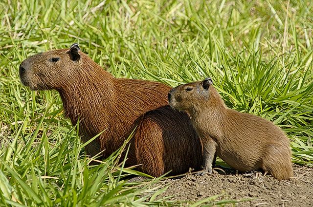 LER SEMPRE : CAPIVARA