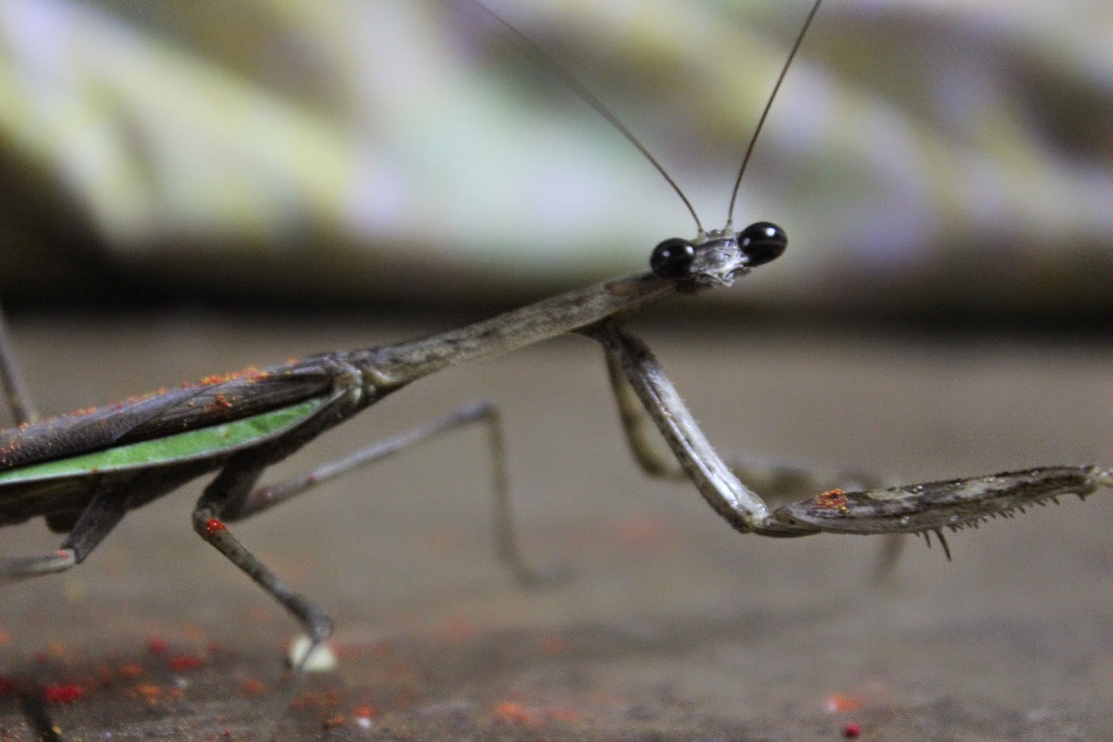 Another Angle Photography: Praying Mantis