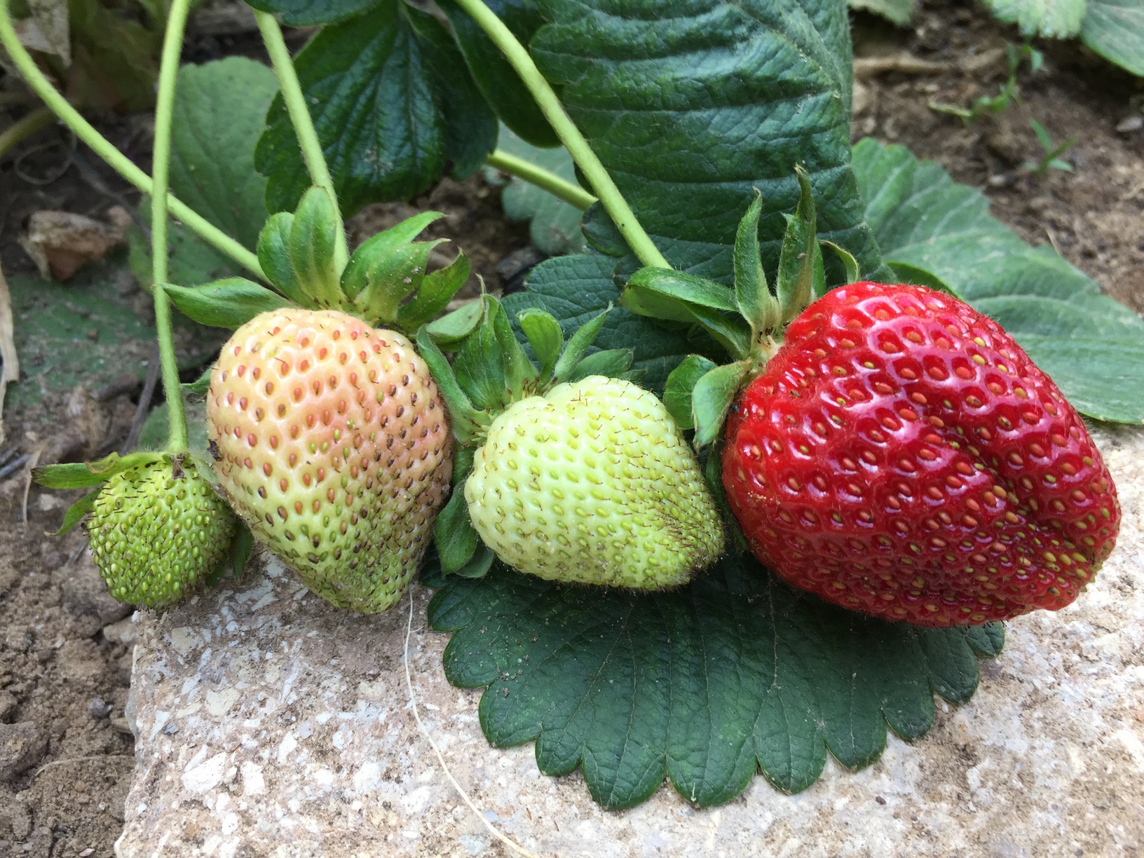 How to Propagate Strawberries from Runners