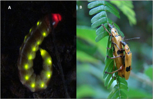 BIBOCA AMBIENTAL : BESOURO