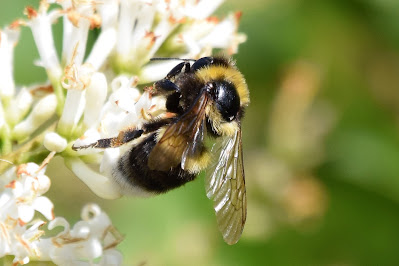 Imagens da vida animal: Abelha-de-mel (Apis mellifera)