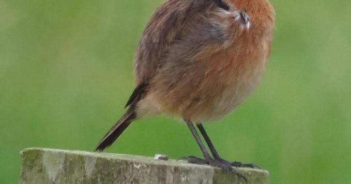 Literate herring, this way.: Some birds and some beasts