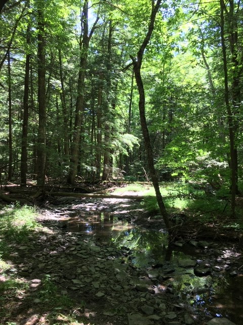 Danby State Forest - Michigan Hollow to Tamarack Lean-to