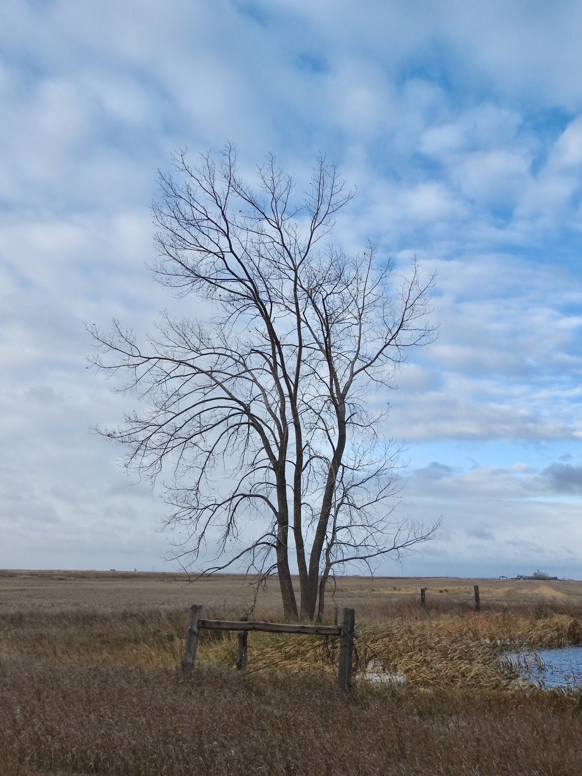 The view from here: Lone tree prairie