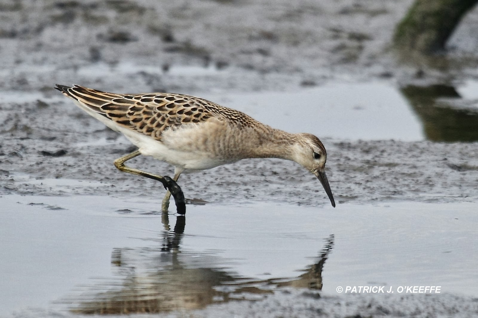 Raw Birds: RUFF (Calidris pugnax) Juvenile female, Big Marsh ...
