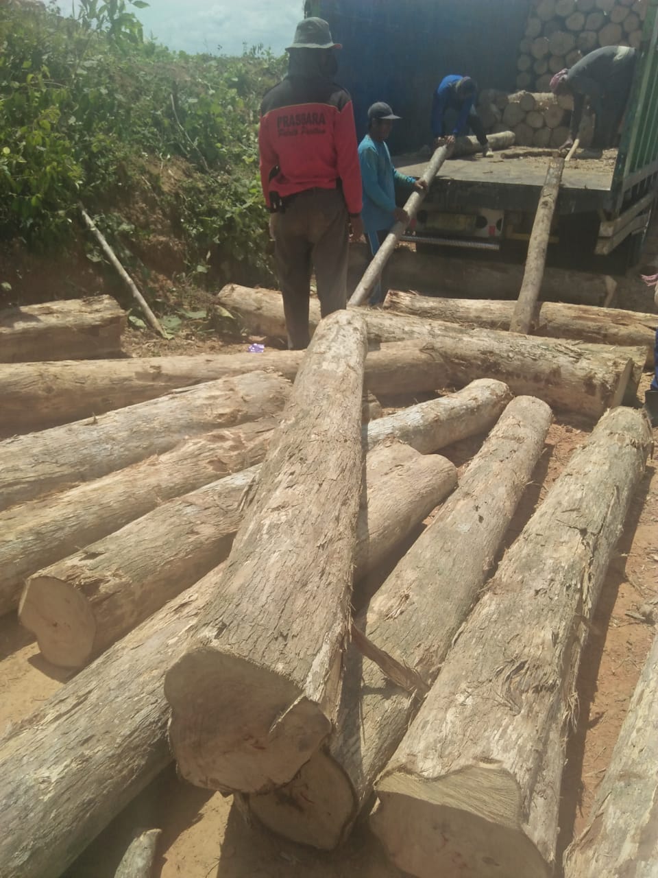 Terkini 22+ Kayu Sungkai