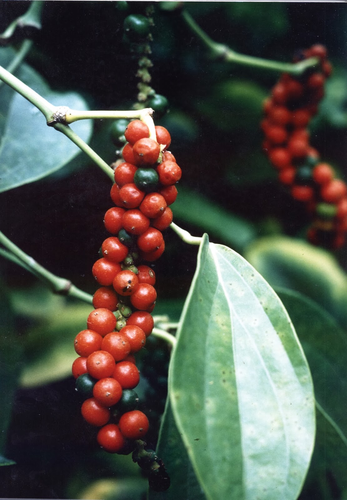 Reforestation and the Medicinal Uses of Trees -Liliana Usvat Research ...