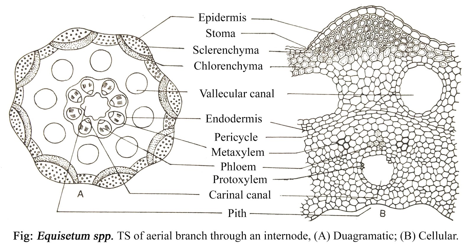 EQUISETUM - CLASSIFICATION, STRUCTURE OF SPOROPHYTE, REPRODUCTION ...