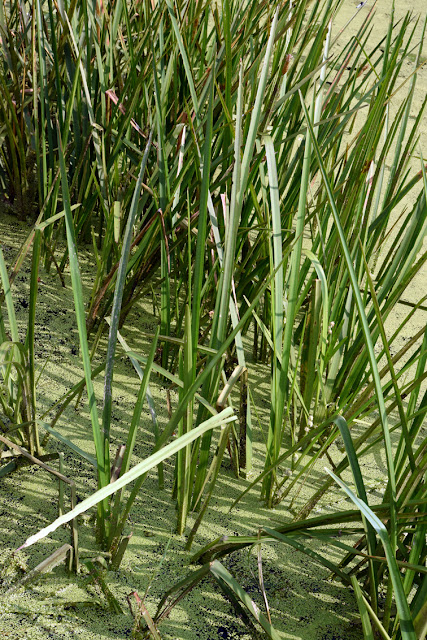 福星花園: 東亞黑三稜