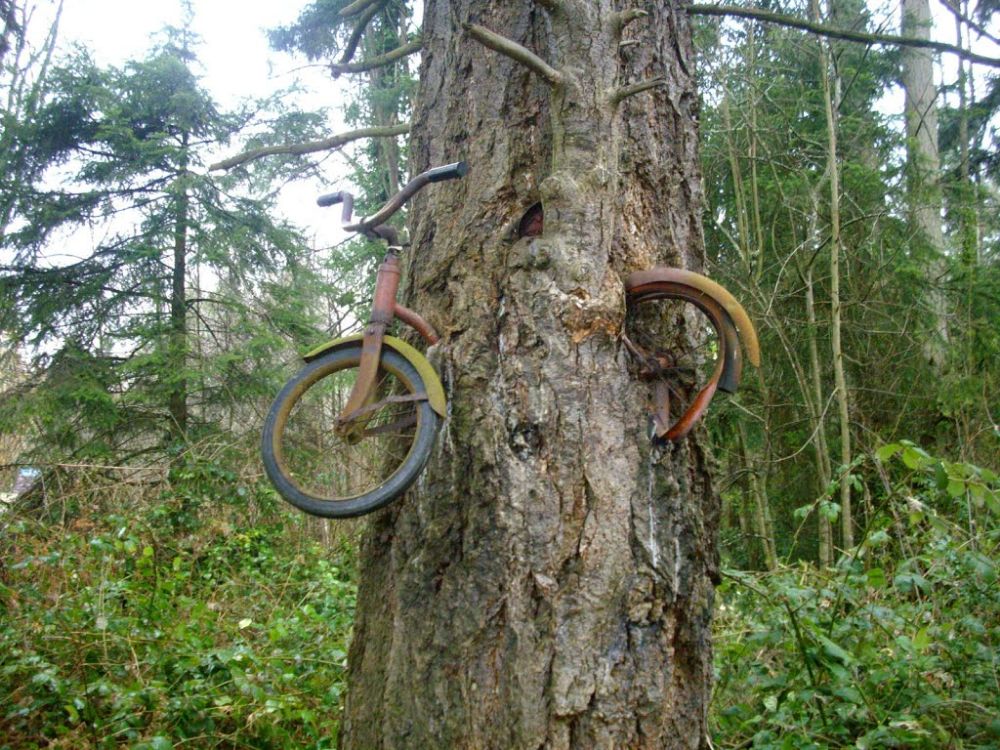 Vashon Island Bike Tree: The True Story Behind “a Boy Left His Bike Chained to a Tree When He ...