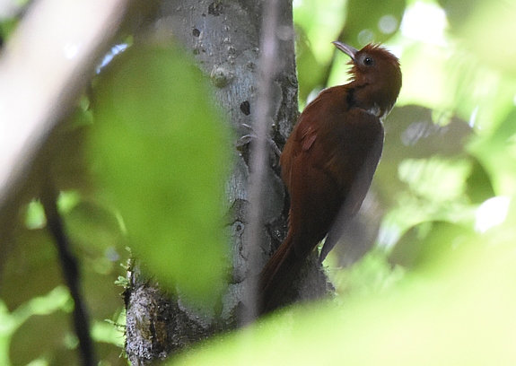 Bourbon, Bastards, and Birds.: Belize! Part VI: Cockscomb Basin ...