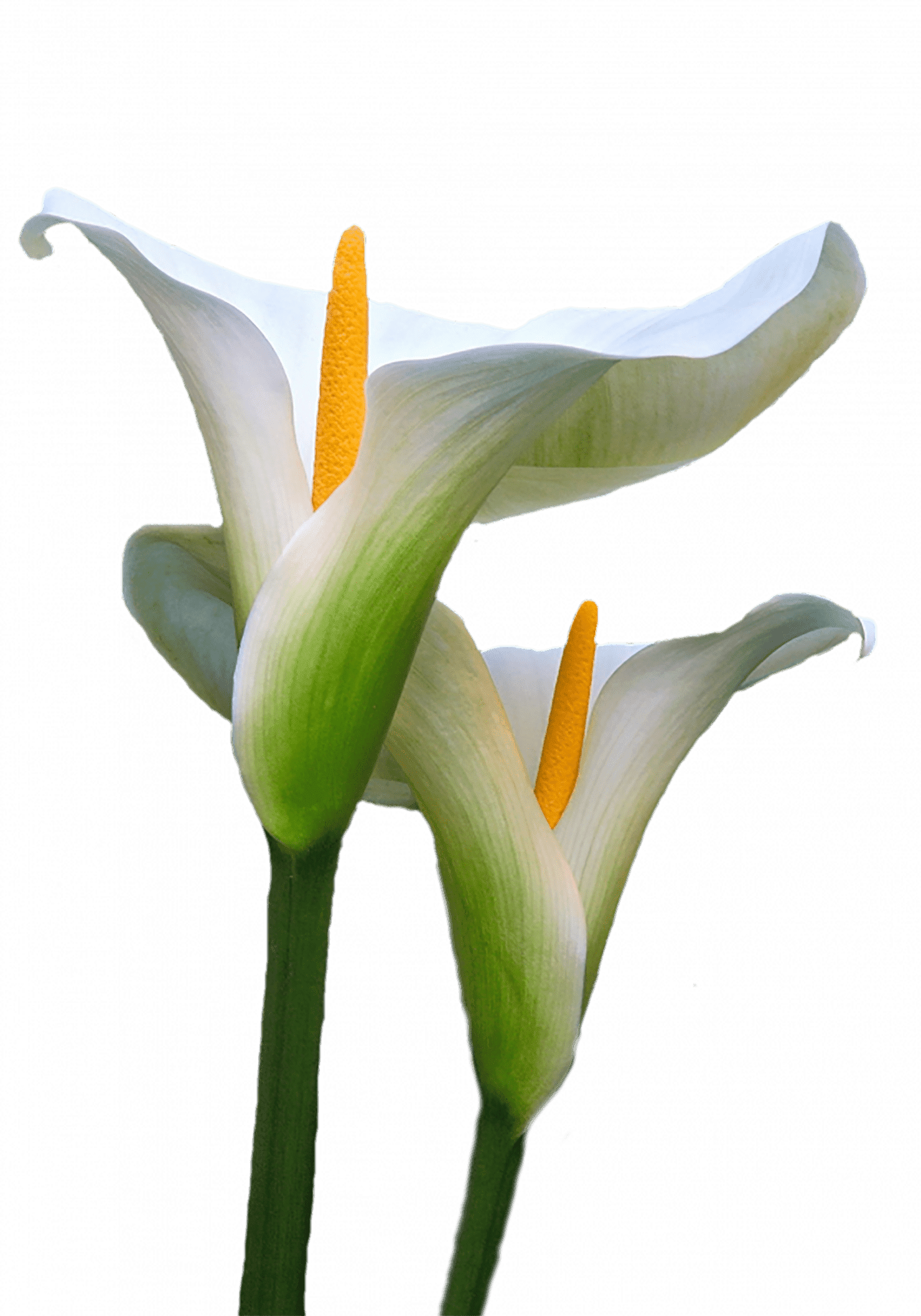 Imágenes de flor de alcatraz con fondo trasparente | PNG Webblog