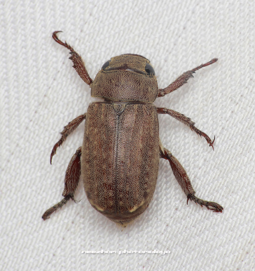 Light Brown Beetle ~ Weird And Wonderful News Library