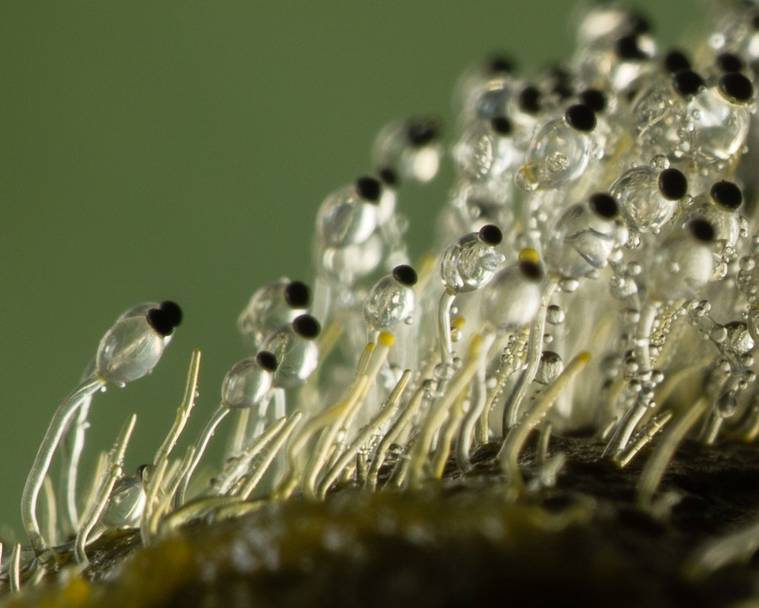 10 Spookiest Types Of Fungus In The World | Fact Fab Planet