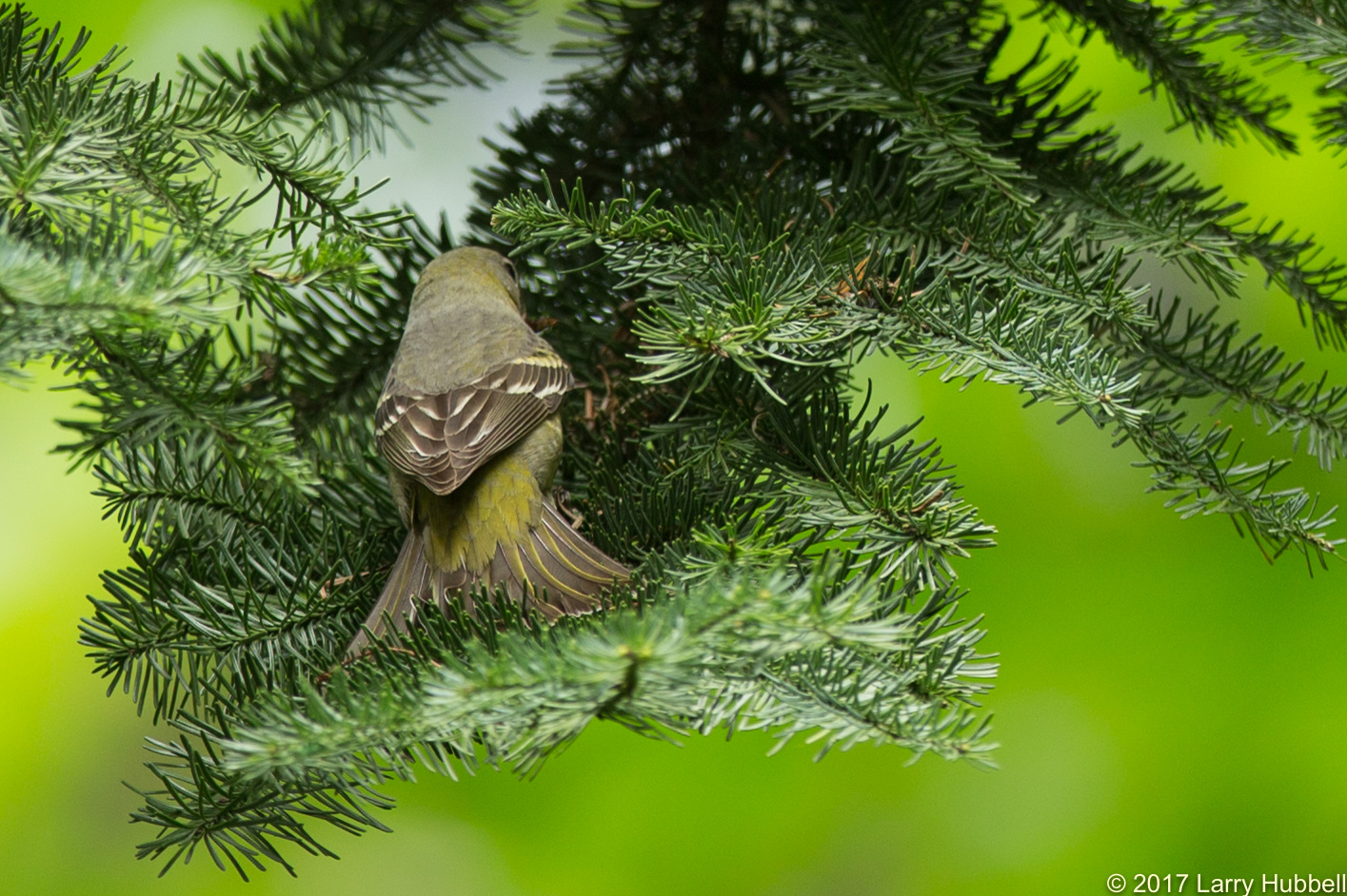 Union Bay Watch : An Exotic Flair