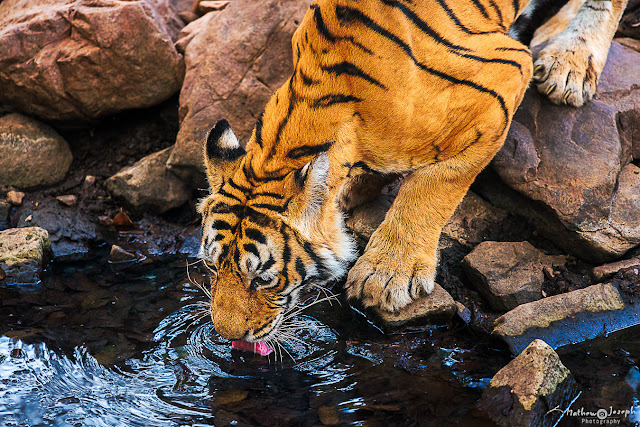Wild Side of Mathew: Remembering Machli, the Queen of Ranthambore!