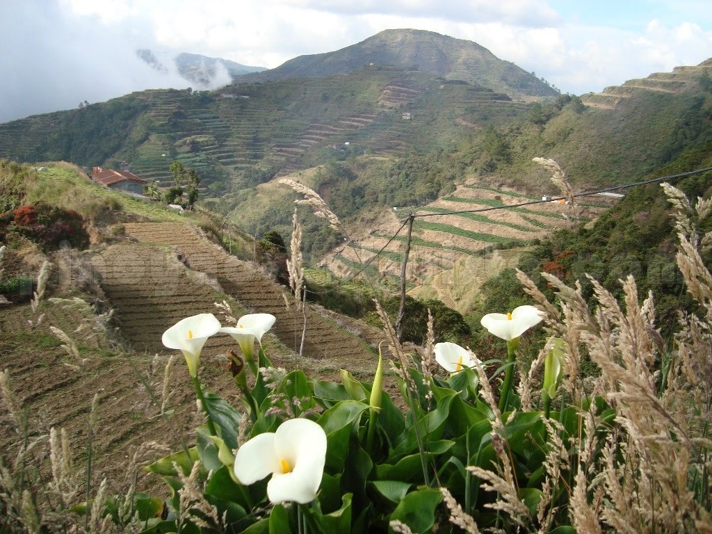 Benguet - Hiking Mt. Timbak (Timbac/Singakalsa), the 3rd Highest ...
