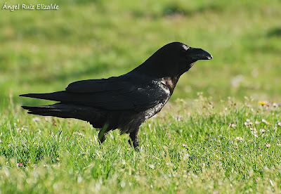 Aves de la Ría de Ajo: Cuervo y Milano...