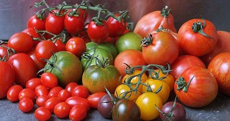 All about gardening: Fun Facts about Different Tomato Sizes, Colors and ...