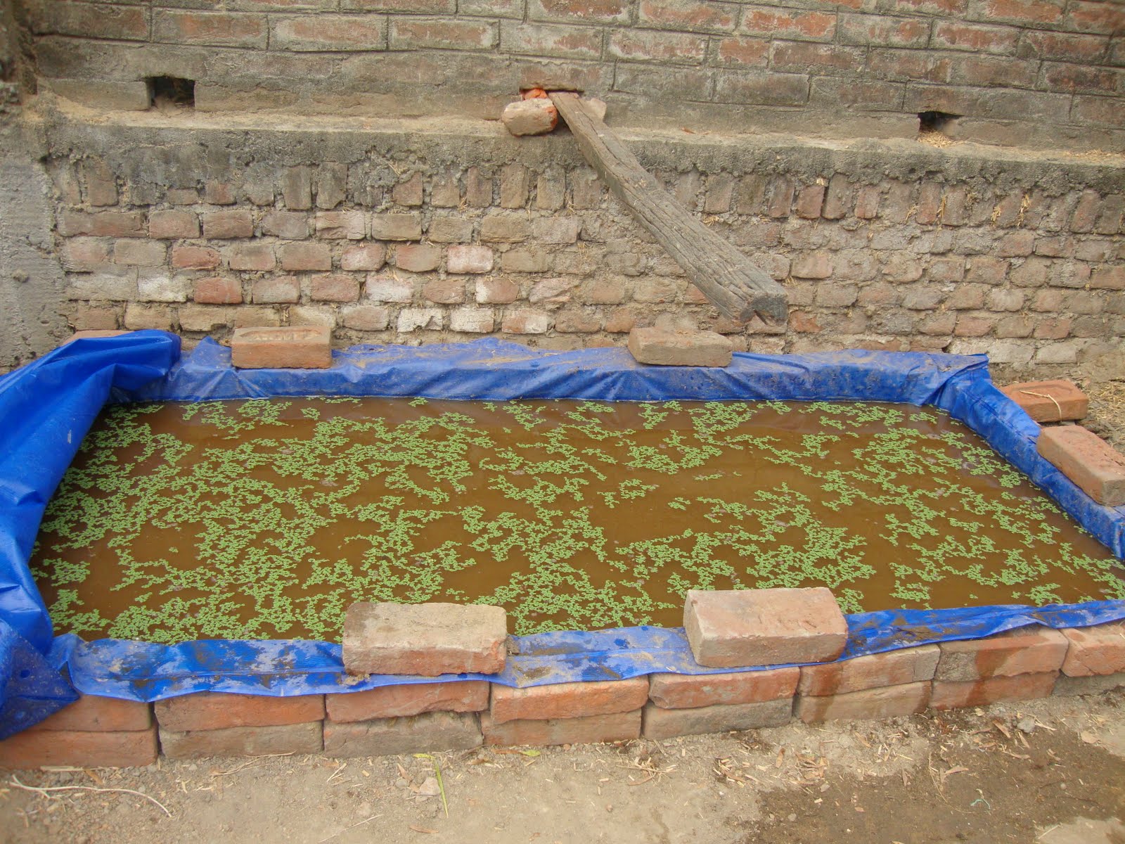 azolla as cattle feed: Three month pilot project on "azolla as cattle ...